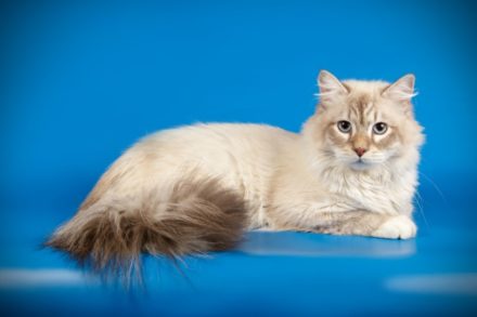 10 Russian Cat Breeds (With Info & Pictures) | Hepper Pet Resources