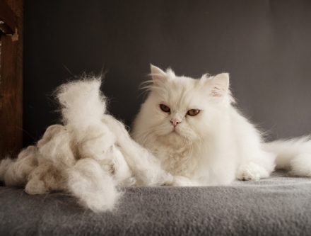 Why Is My Cat Losing Hair? 14 Potential Reasons (Vet Answer) | Hepper ...