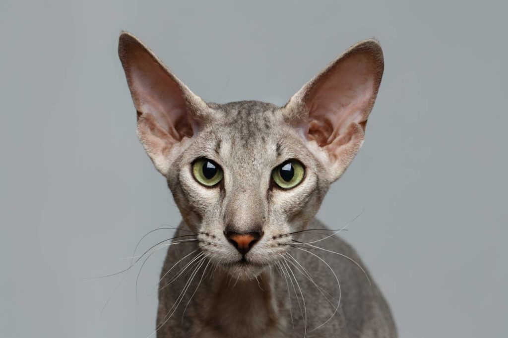10 Russian Cat Breeds (With Info & Pictures) | Hepper Pet Resources