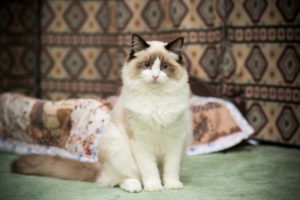 Do All Ragdoll Cats Have Blue Eyes? Is It Typical? | Hepper Pet Resources