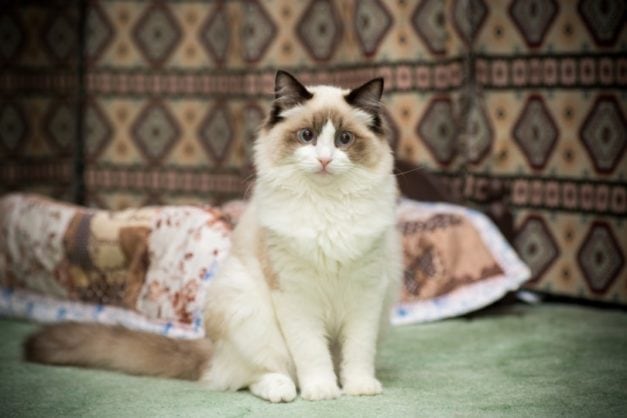 300+ Big Cat Names: Our Top Picks for Your Gigantic Cat | Hepper Pet ...