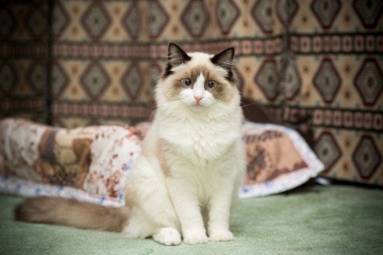 10 Common Ragdoll Cat Health Problems: Vet-Reviewed Facts | Hepper Pet ...
