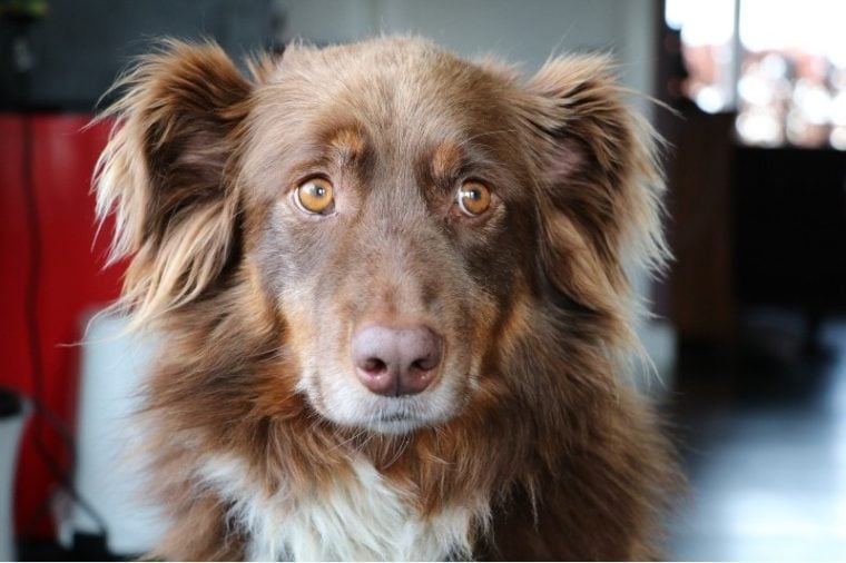 15 Dog Breeds With Amber Eyes: Info, Pictures, Facts & History | Hepper ...