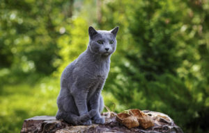 10 Blue Colored Cat Breeds (With Info & Pictures) | Hepper Pet Resources
