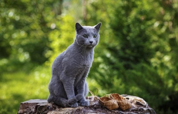10 Blue Colored Cat Breeds (With Info & Pictures) | Hepper Pet Resources