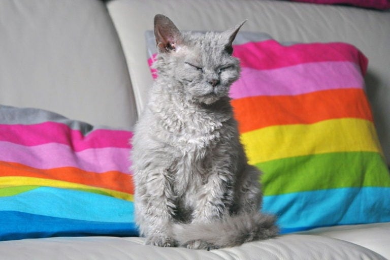 20 Long-Haired Cat Breeds With Luscious Locks (With Info & Pictures ...
