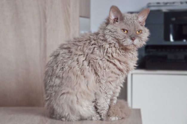 12 Round Face Cat Breeds (With Info & Pictures) | Hepper Pet Resources