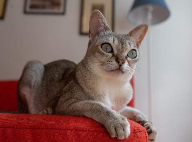Why Is My Cat So Small? 7 Possible Reasons | Hepper Pet Resources