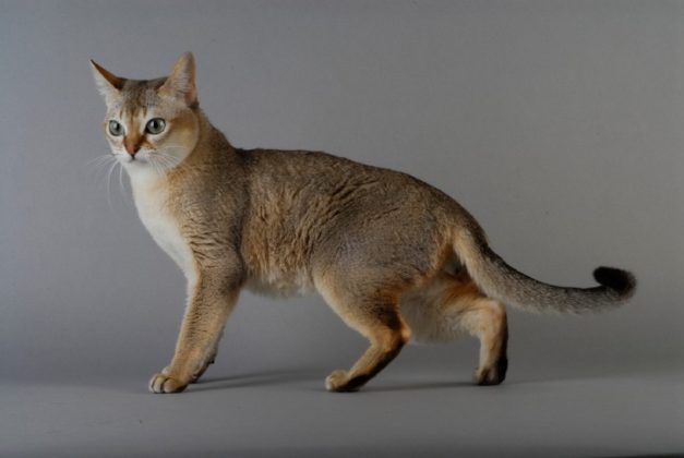16 Skinny Cat Breeds (With Info & Pictures) | Hepper Pet Resources