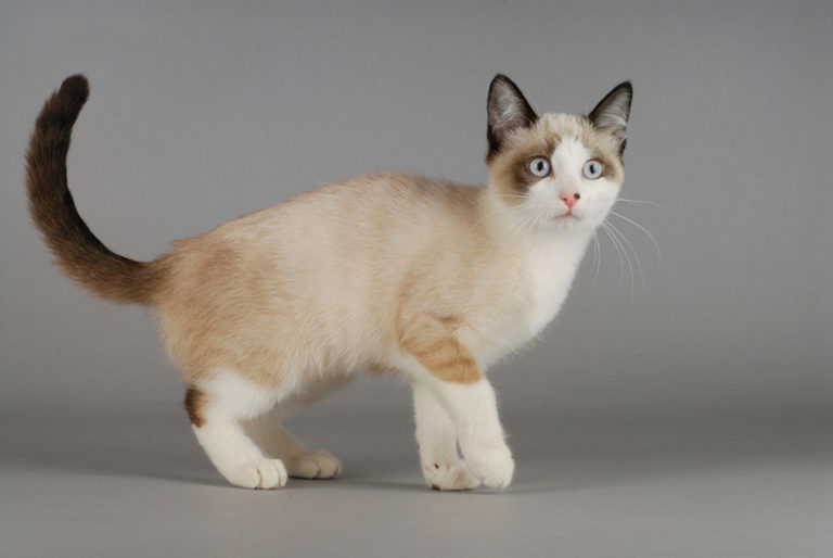 18 Big-Eared Cat Breeds (With Info & Pictures) (With Pictures) | Hepper ...