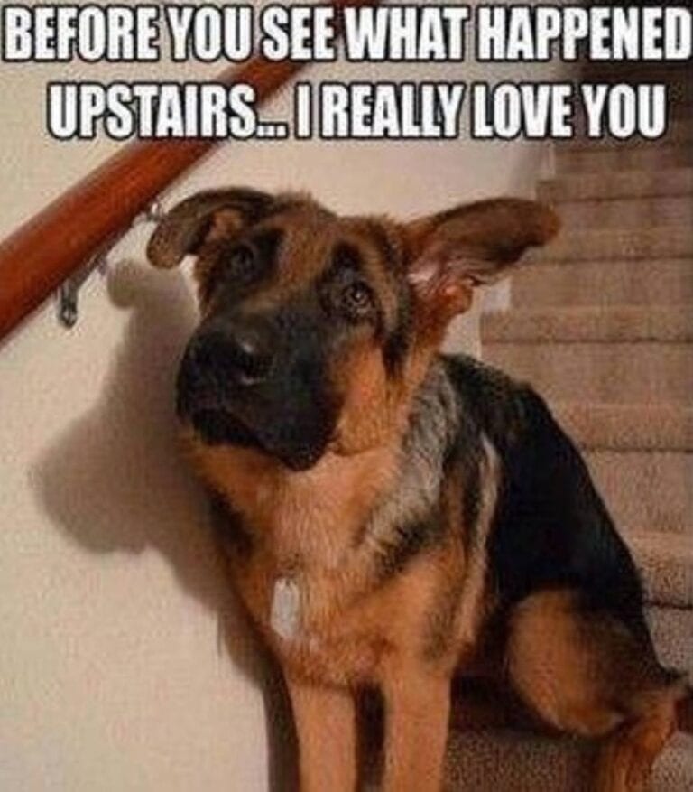30 Hilariously Relatable German Shepherd Memes (With Pictures) | Hepper ...