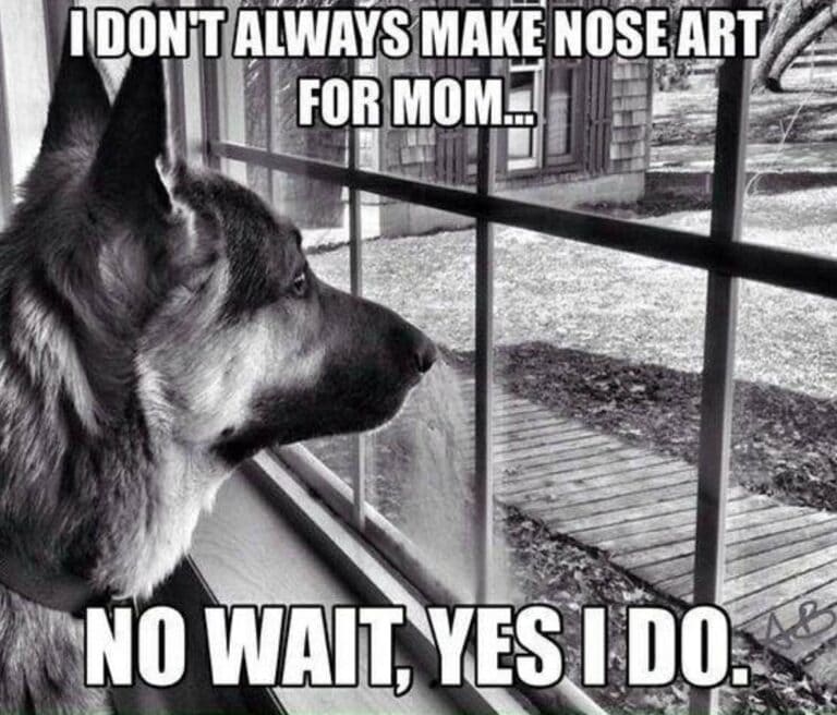 30 Hilariously Relatable German Shepherd Memes (With Pictures) | Hepper ...