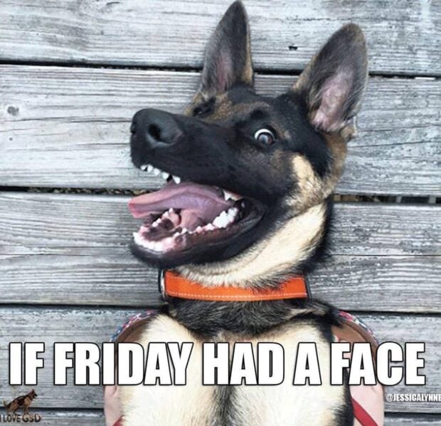 30 Hilariously Relatable German Shepherd Memes (With Pictures) | Hepper ...