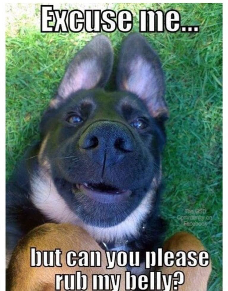 30 Hilariously Relatable German Shepherd Memes (With Pictures) | Hepper ...