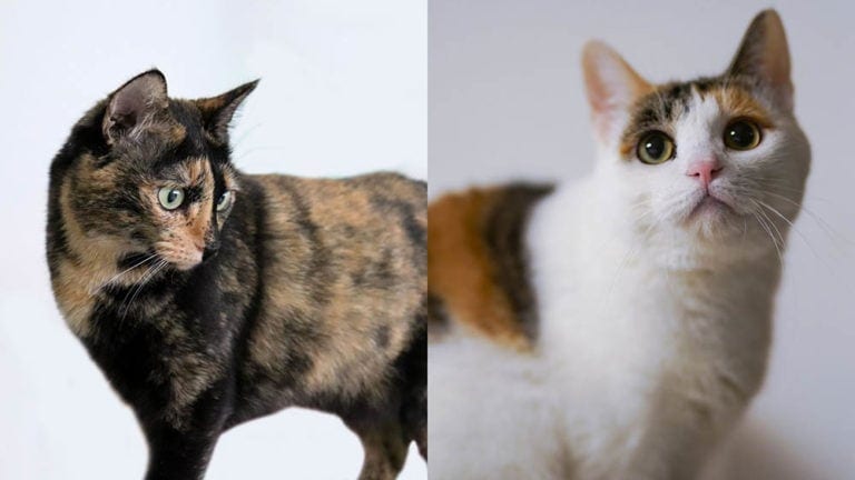 Tortoiseshell Cat: Info, Pictures, Characteristics & Facts | Hepper Pet ...