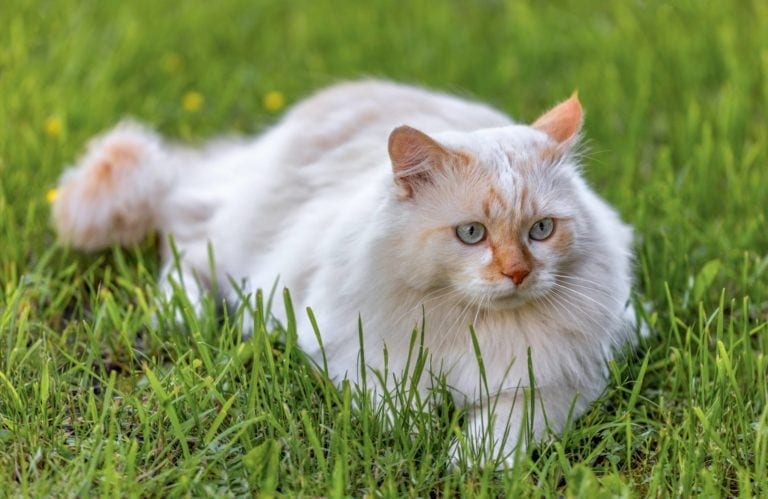 10 Cat Breeds With Ear Tufts (With Info & Pictures) | Hepper Pet Resources