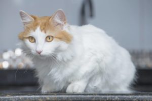 15 Cool Cat Breeds: Unique & Beautiful Cats (With Info & Pictures ...