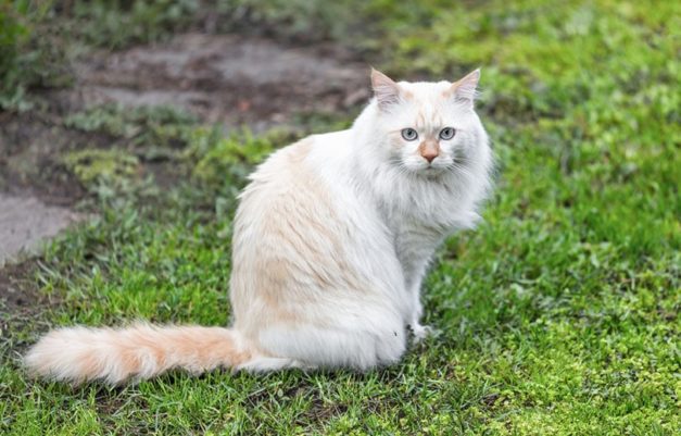 16 Inexpensive Cat Breeds (With Info & Pictures) | Hepper Pet Resources