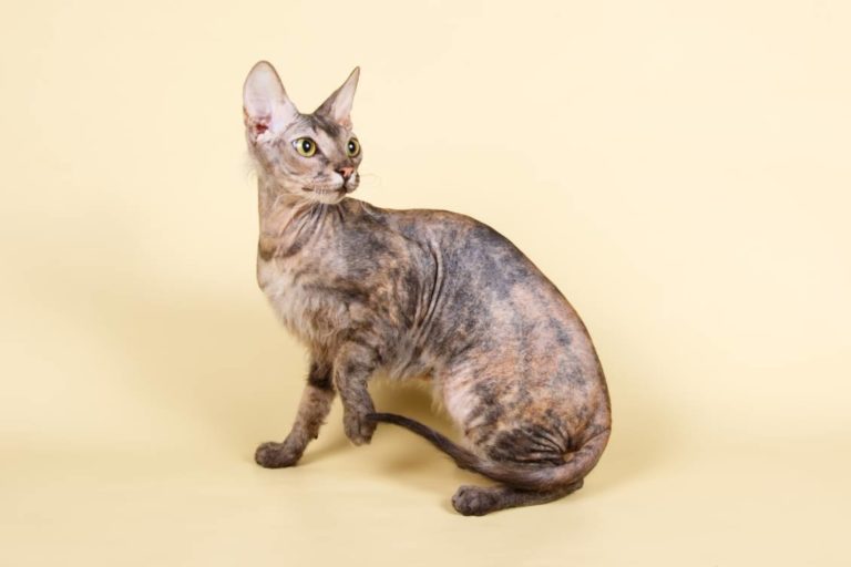 8 Hairless Cat Breeds: Bald & Beautiful (with Info & Pictures) | Hepper ...