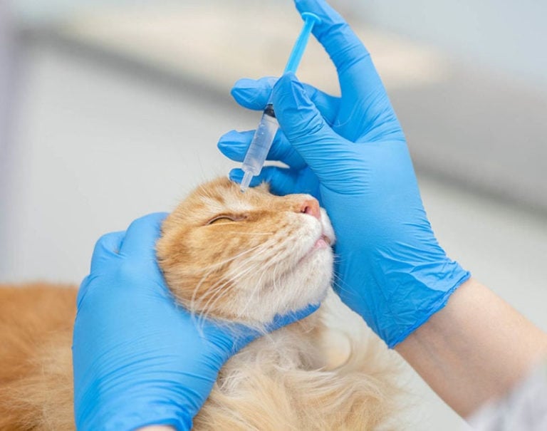 Cat Eye Discharge: Understanding What is Normal (Vet Answer) | Hepper ...