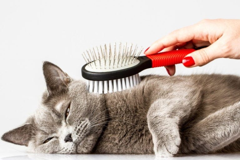 10 Tips & Tricks for Dyeing Your Cat's Hair | Hepper Pet Resources