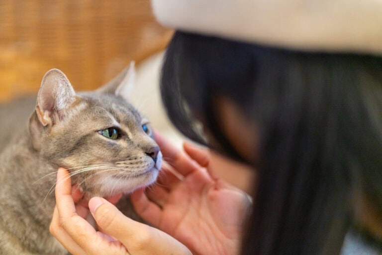 Do Cats Understand Words? Science-Based Facts & FAQ | Hepper Pet Resources