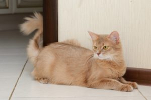 26 Medium Haired Cat Breeds: Info, Pictures & Traits | Hepper Pet Resources