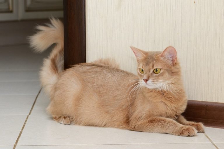 Somali Cat Breed: Info, Pictures, Care, Traits & Facts | Hepper Pet ...