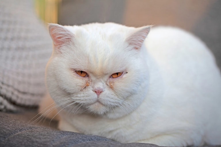 Cat Eye Discharge: Understanding What is Normal (Vet Answer) | Hepper ...