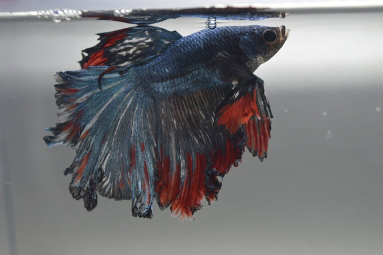 Betta Fish Fin Rot: Vet-Approved Causes, Signs, Treatment & Prevention ...