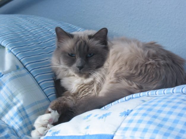 9 Birman Cat Colors (With Info & Pictures) | Hepper Pet Resources