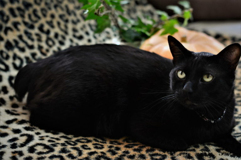 132 Witch Cat Names: Our Top Picks for Your Wiccan Cat | Hepper Pet ...