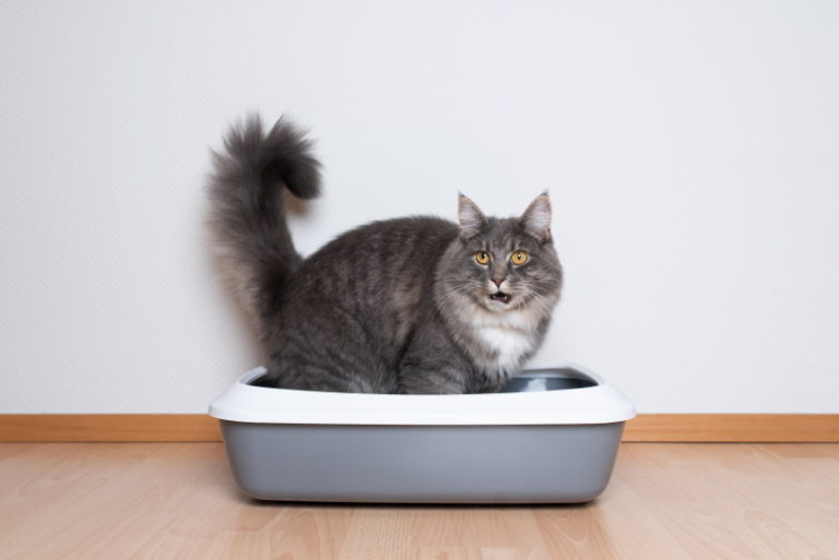 Why Do Cats Meow Before They Poop? 5 Possible Reasons | Hepper Pet ...