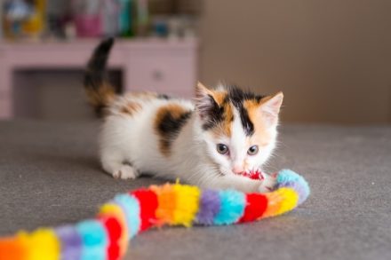 How Much Does a Calico Cat Cost? 2025 Price Guide | Hepper Pet Resources