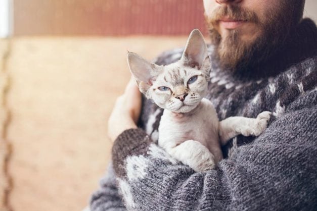 17 Common Devon Rex Cat Health Problems: Vet Approved Facts | Hepper ...