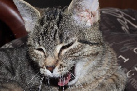 Why is My Cat Dry Heaving? Vet-Approved Reasons & What to Do | Hepper ...