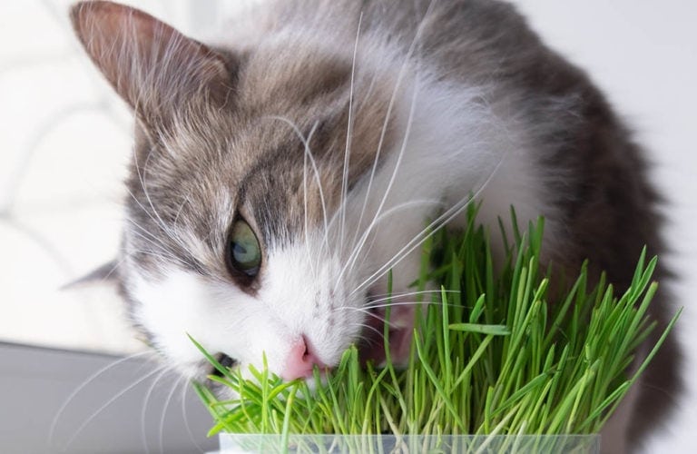 6 Benefits of Cat Grass for Your Cat: Science-Based Facts & FAQ ...