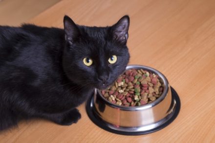 Why Does My Cat’s Poop Smell So Bad? 10 Vet-Reviewed Reasons ...