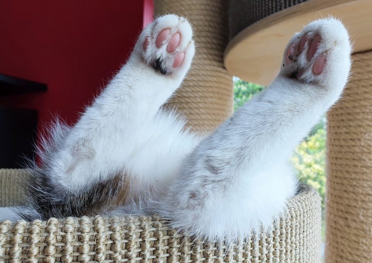 What Is a Cat’s Paw Pad Made Of? Vet-Reviewed Explanation & Facts ...