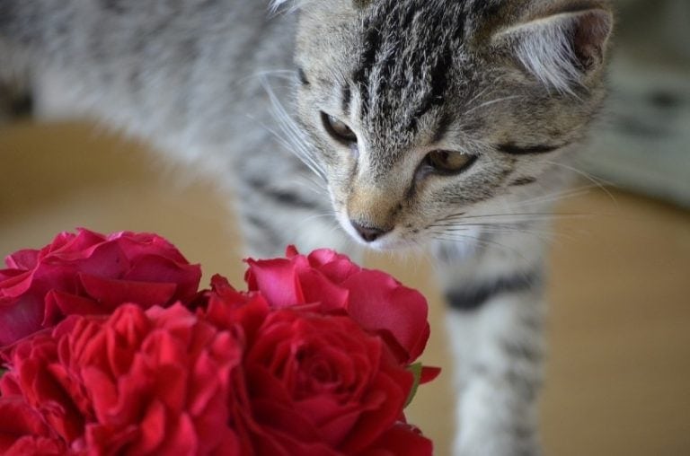 Why Are Cats Attracted to Roses? 8 Surprising Reasons | Hepper Pet ...