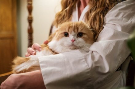 How to Pick Up a Cat: Vet Approved Step-by-Step Guide, Handling Tips ...