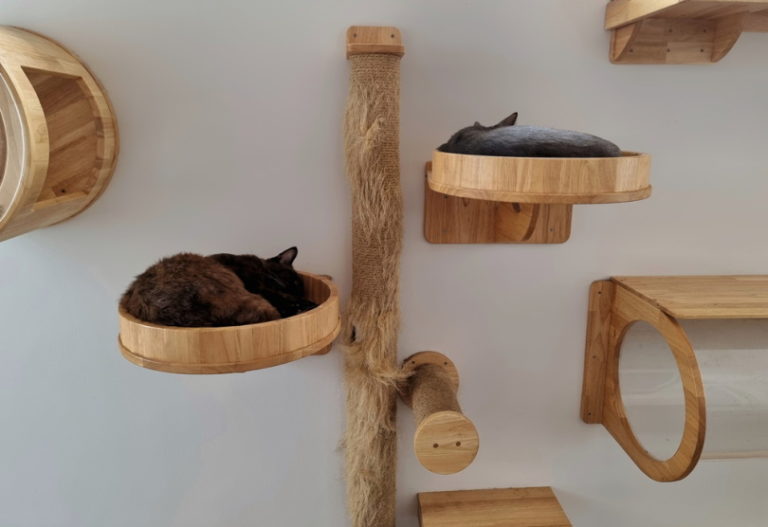 How Much Space Does a Cat Need? Indoor Space Per Pet | Hepper Pet Resources
