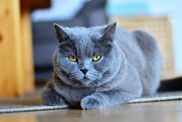 Chartreux Cat Breed: Info, Pictures, Care, Traits & Facts | Hepper Pet ...