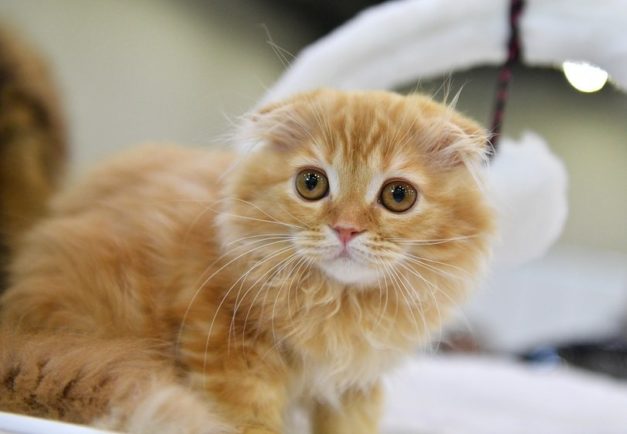 14 Fluffy Cat Breeds: Snuggly & Floofy Kitties (With Info & Pictures ...