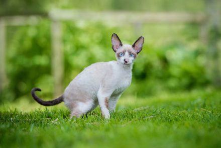 Cornish Rex vs. Devon Rex: What’s the Difference? (With Pictures ...