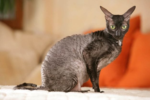 Cornish Rex Cat Breed: Info, Pictures, Care, Traits & Facts | Hepper ...