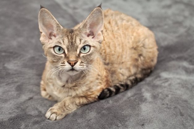 The Human's Guide to Cat Hair: Types, Lengths & More | Hepper Pet Resources
