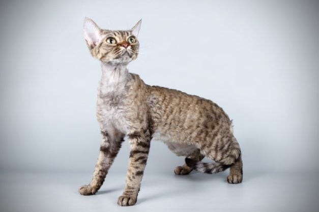 17 Smallest Cat Breeds: Felines That Stay Little (with Info & Pictures ...