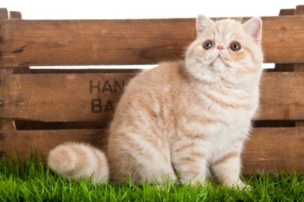 21 Medium-Sized Cat Breeds (With Info & Pictures) | Hepper Pet Resources