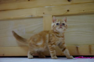 12 Round Face Cat Breeds (With Info & Pictures) | Hepper Pet Resources